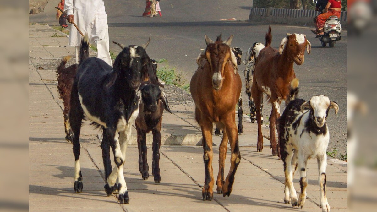 Goat-cha! 15 Goats ‘Taken Into Custody’ For Eating Saplings in ...