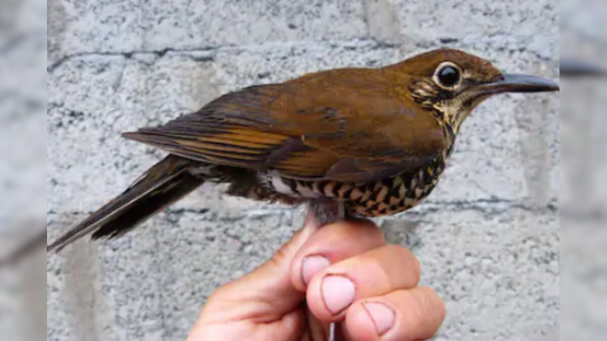 Scientists Develop Artificial Intelligence to Identify Individual Birds ...