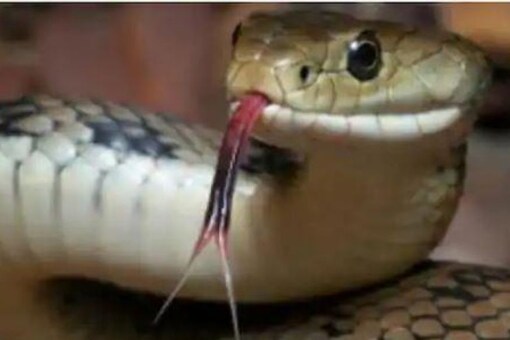 Part of China's Specialty Dishes, Ban on Rats & Cobras Bites Farmers as ...