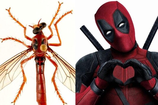 New Fly Species Named After Deadpool for Uncanny Resemblance with ...