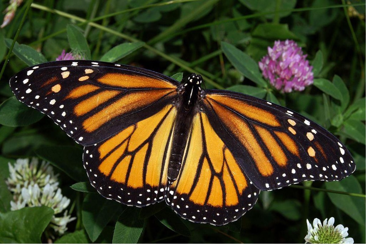 No Genetic Difference Between Eastern and Western Monarch Butterflies ...