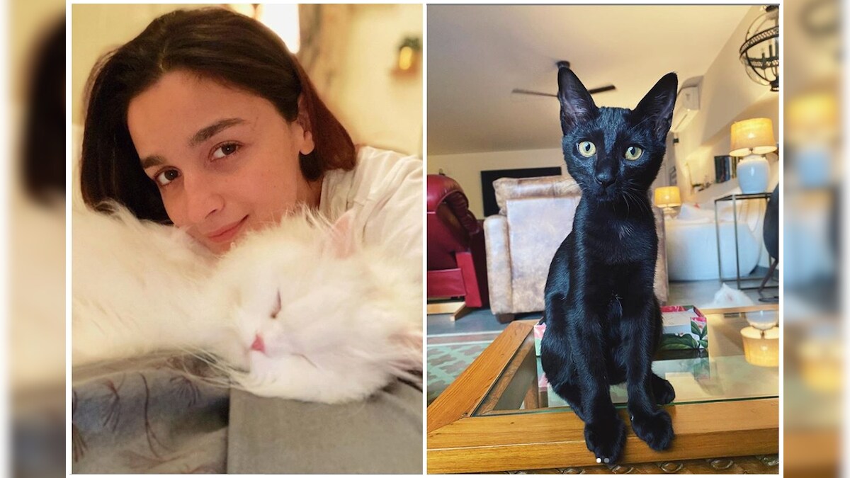 Alia Bhatt Considers 'Cat Paparazzi' as Alternate Career, Posts Pics of ...