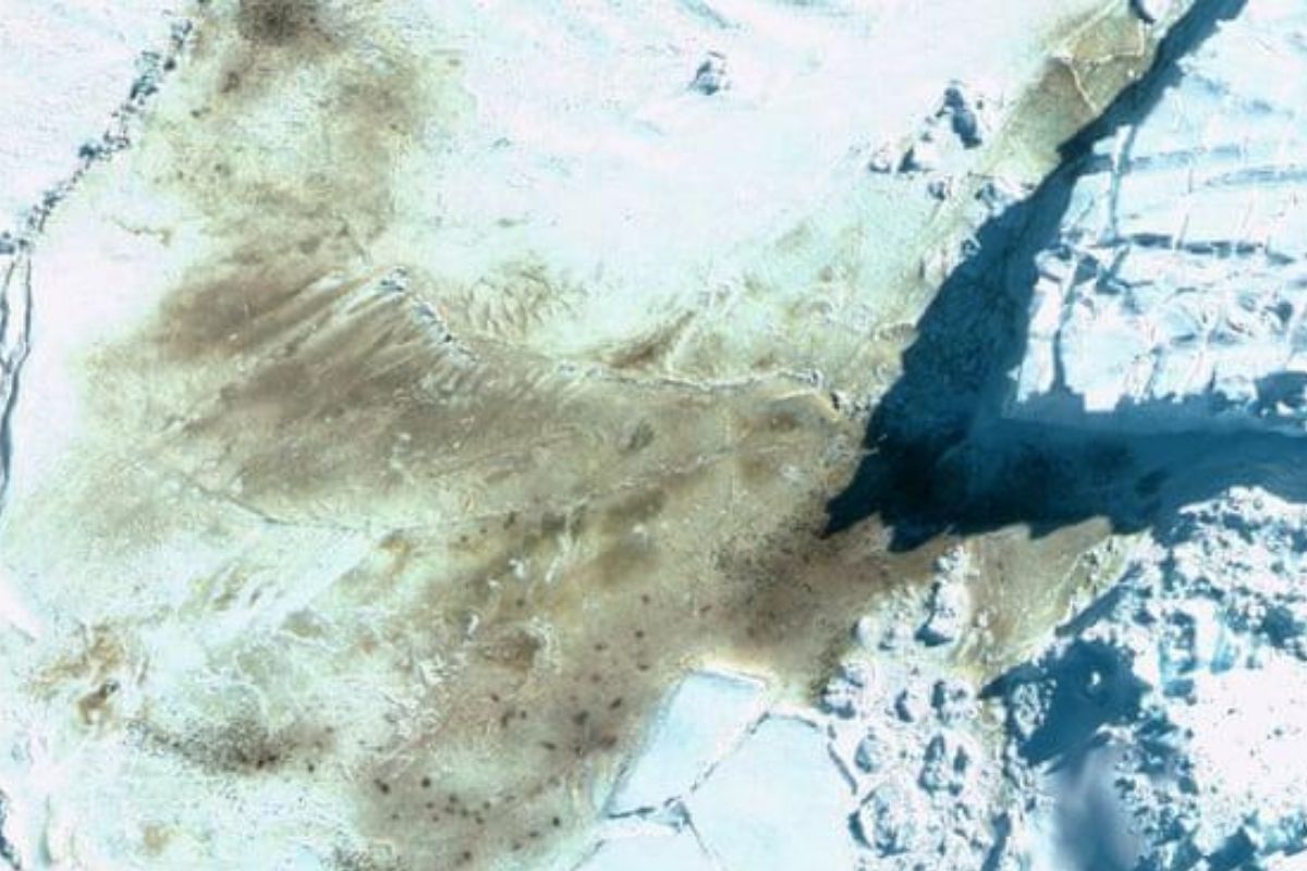 Traces of Poop Marks from Space Lead to Discovery of New Penguin ...