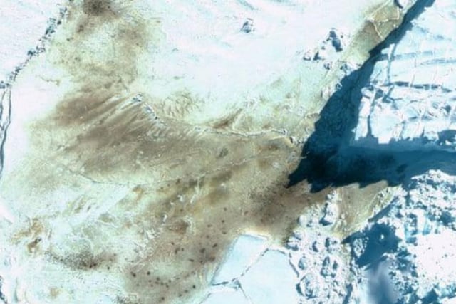 Traces of Poop Marks from Space Lead to Discovery of New Penguin ...