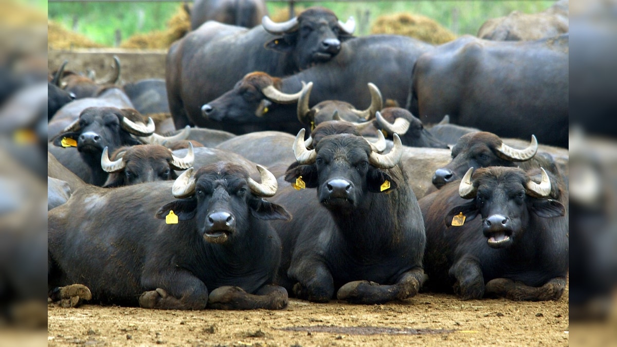 Sudden Buffalo Deaths Trigger Panic in Odisha District, Cause Believed ...