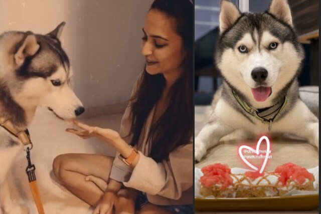 Kriti Kharbanda Bakes Birthday Cake for Pulkit Samrat's Pet Husky Drogo ...