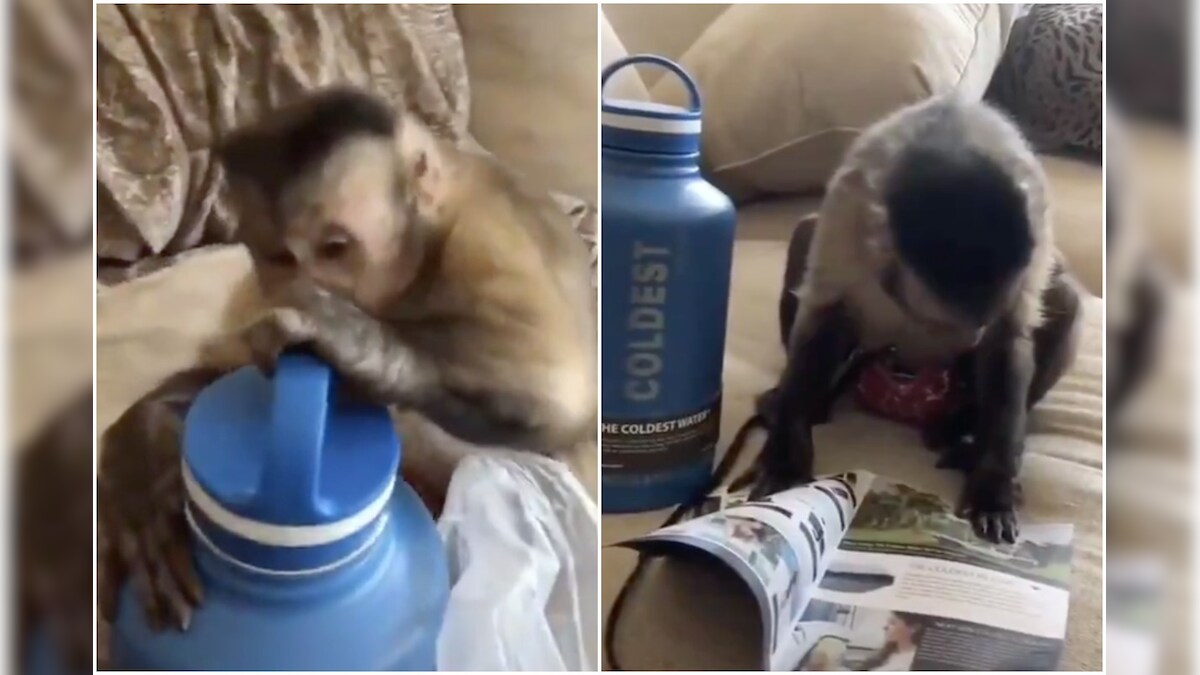 Viral Video of Monkey Unboxing Gift and Reading Instructions Manual ...