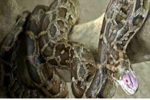 Two Male Pythons Crash through a Roof in Australia while Fighting over ...