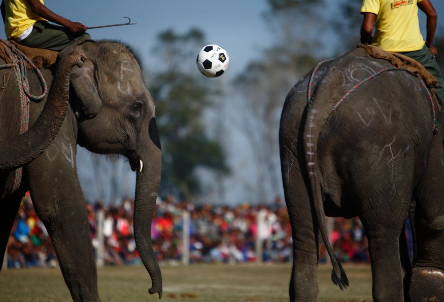 World Elephant Day 2020: Pictures of Jumbo Doing Human Things ...
