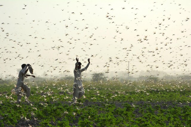What Makes Locust Swarms Flock Together Every Year? An Irresistible ...