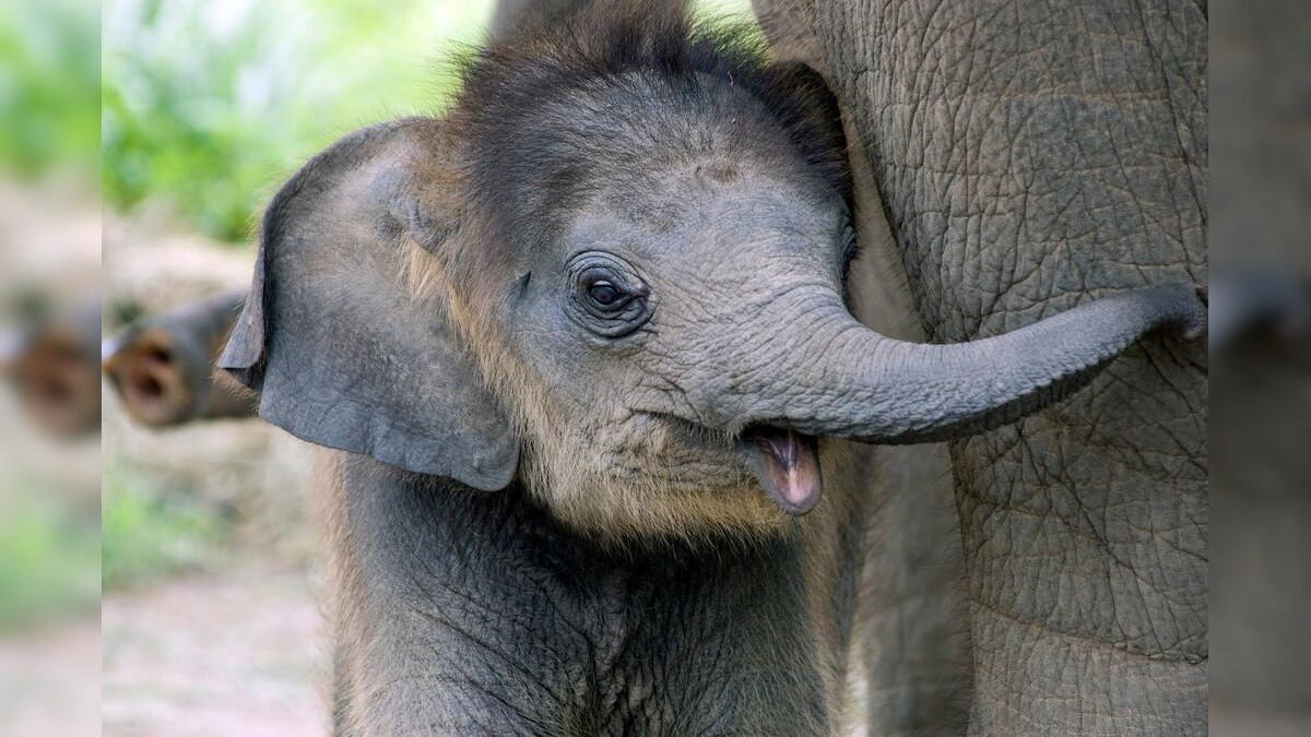 Baby Elephant, Whose Birth Was Live Streamed by Mexican Zoo, Has Been ...
