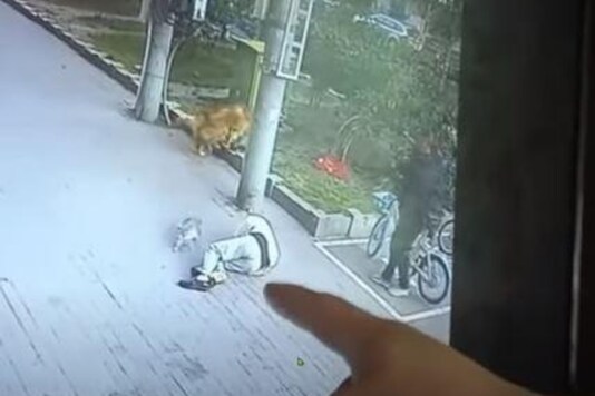Cat Comes Crashing Down on Chinese Man's Head from Sky, Knocks Him ...