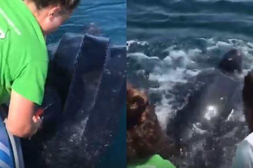 Father-daughter Duo Saves Giant Turtle Caught in Fishing Net Off ...