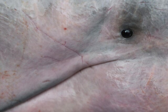 'Project Dolphin' Aimed at Conserving Gangetic River Dolphins to be Launched in 15 Days, Says ...