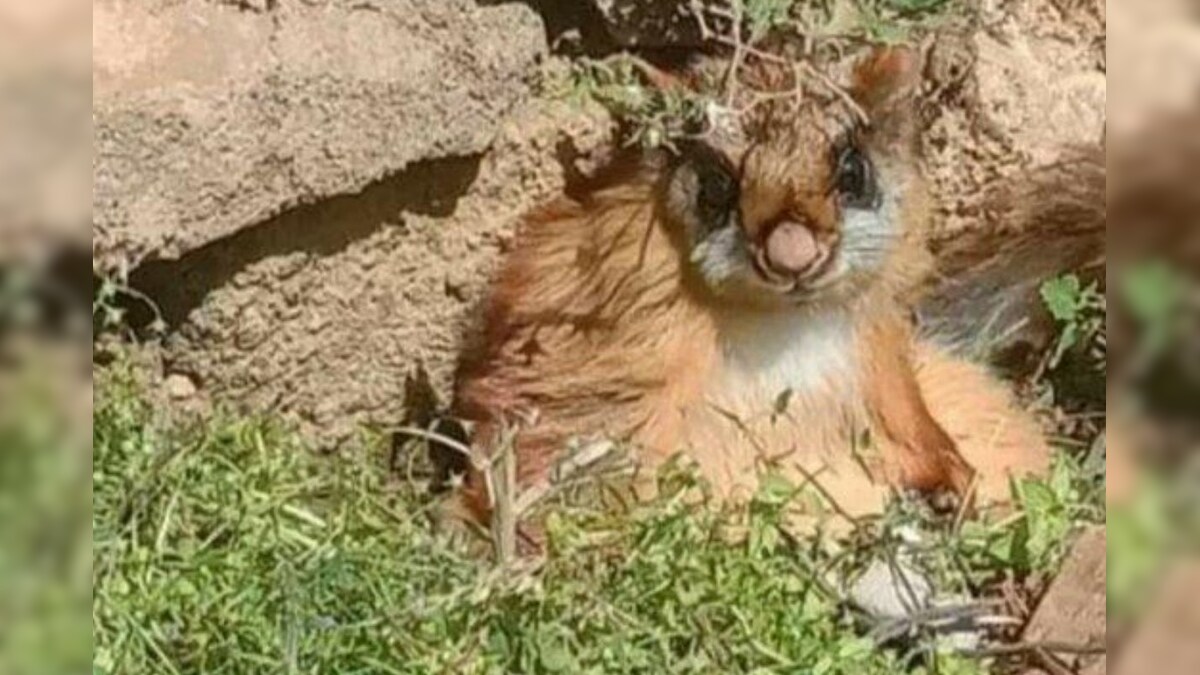 'Shocking': Squirrel Causes Blackout after Accidentally Running Across ...