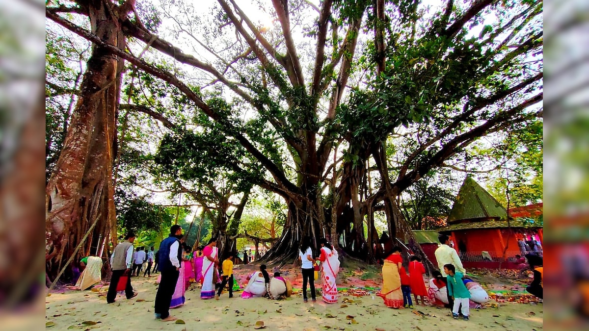 Assam Floods Ravage 207-year-old Banyan Tree, Erosion in Kaldia River ...