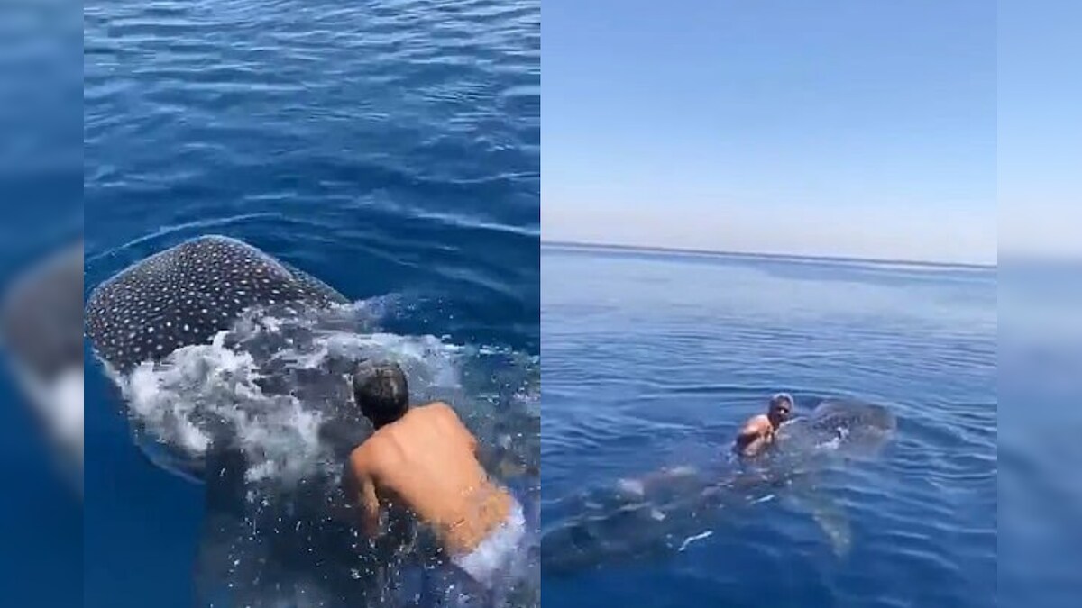Saudi Stunt Man Jumps on Rare Whale Shark and Rides on its Fin, Viral ...