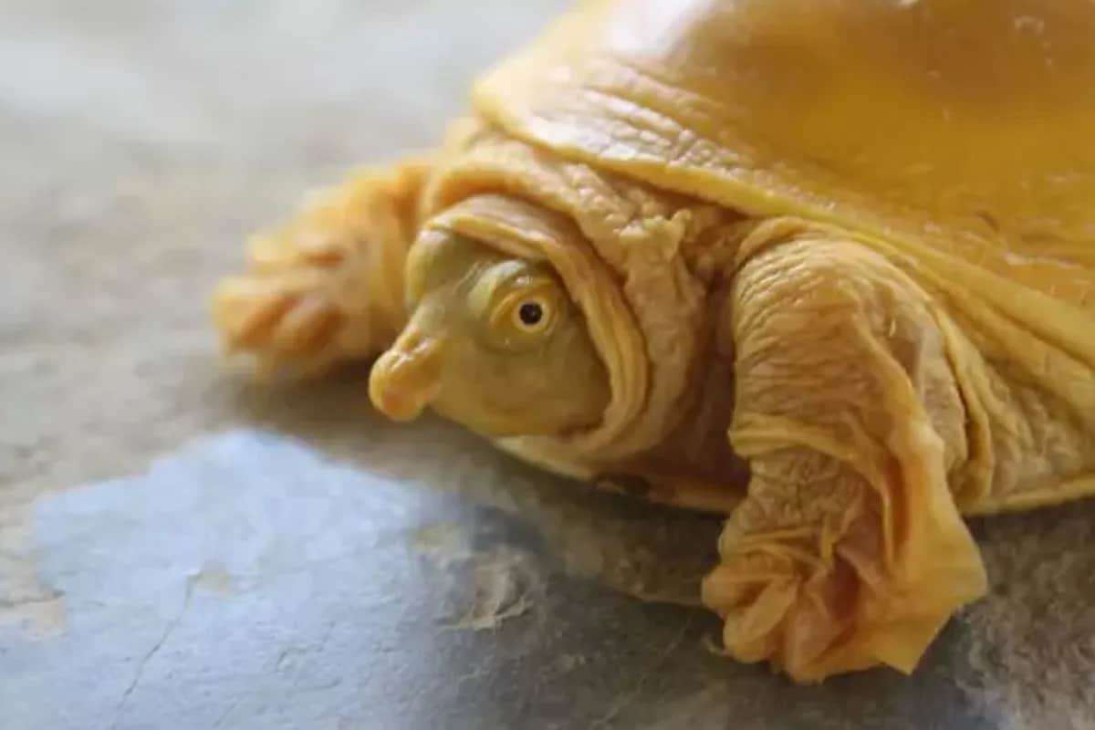 Mutant Turtle Born With Rare Golden Shell in Nepal Worshipped as ...