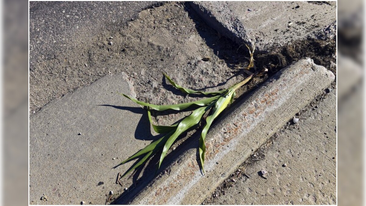 Americans Mourn 'Death' of Celebrity Cornstalk Growing from Crack in a ...