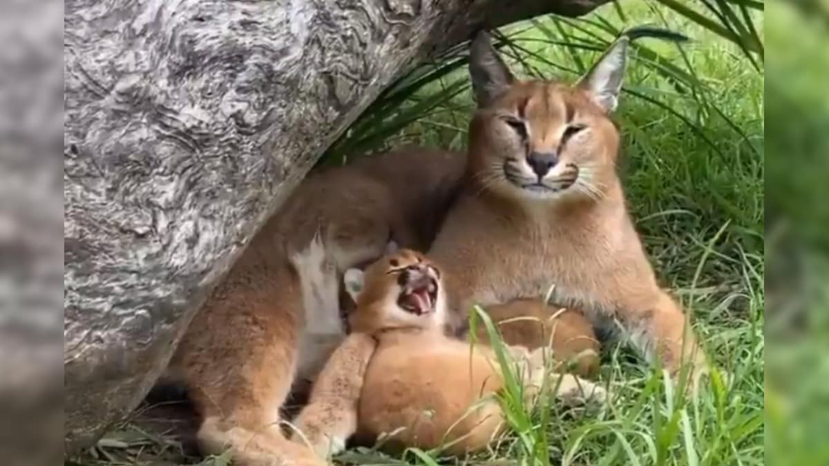 Watch: Baby Wildcat Yawning After its Mother in Adorable Video Shows ...