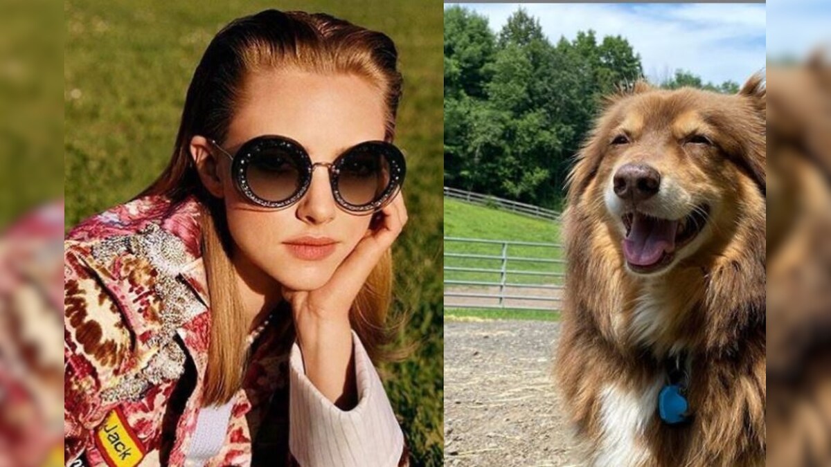 Amanda Seyfried on What Makes Dogs Great Characters on Screen: 'It's ...