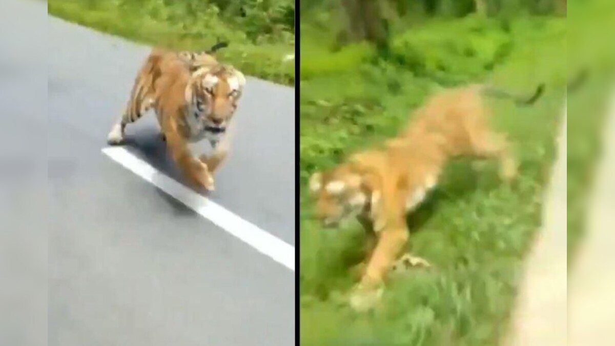 Watch: Tiger Chasing a Speeding Bike in Old Viral Video will Make You ...