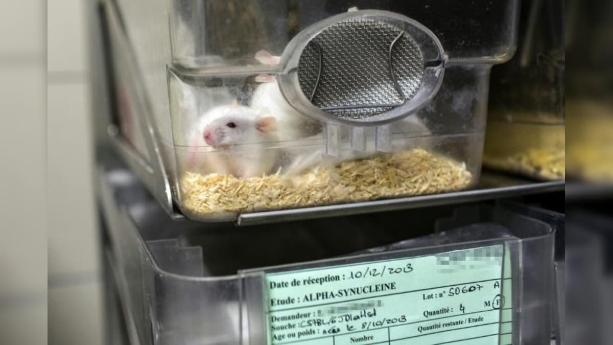 Mice Can Develop Their Own Distinct Personalities if They Grow up in a ...