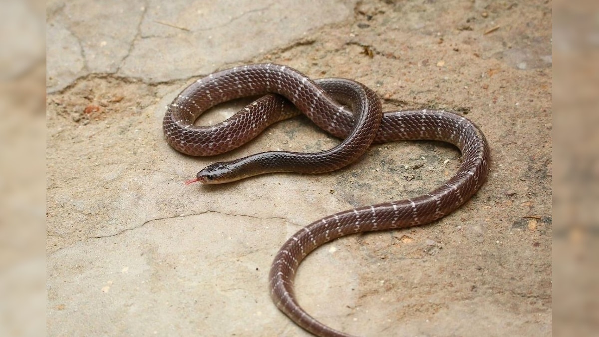 'Ssss Koi Hai': Agra Family Shocked to Find Deadly Venomous Snake ...