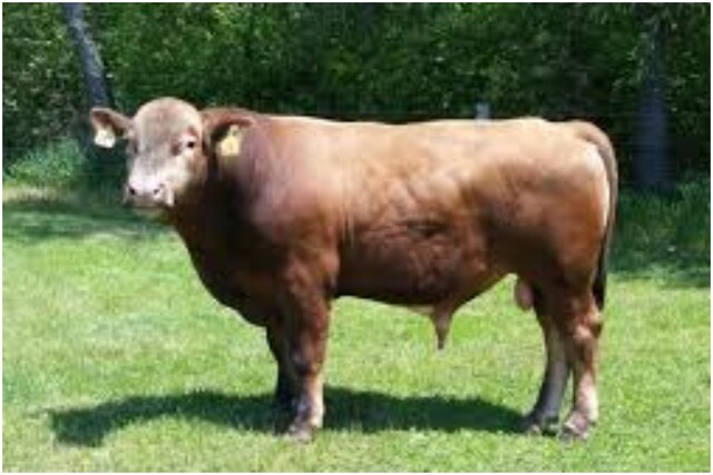 Angry 'Beefalo' Weighing Over 400 Kg on the Loose after Escaping ...