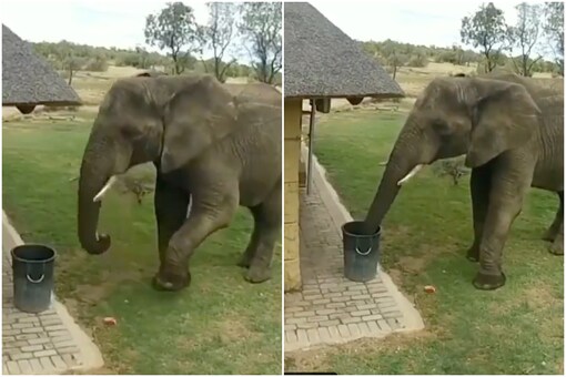Elephant Picks Waste and Puts it Dustbin in Viral Video, Twitter Hails ...