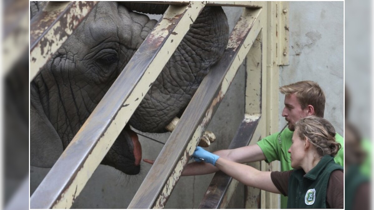 Polish Zoo to Give Hemp Oil to Stressed Out Elephants So That They Can ...