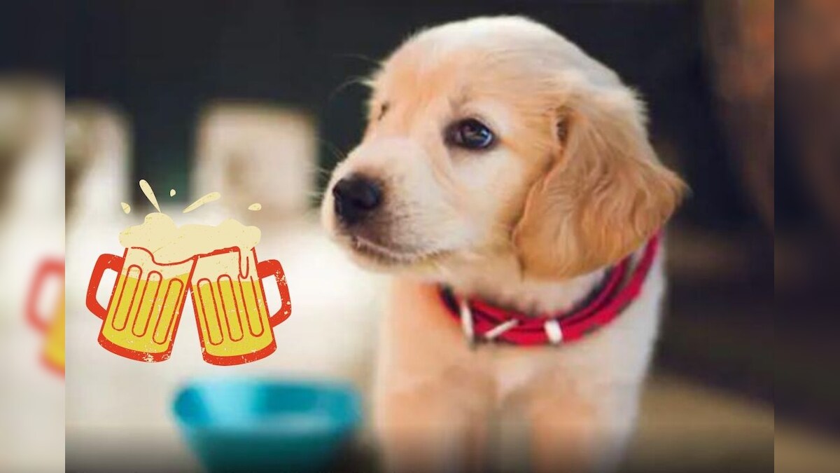 A Dog Beer with Variety of Flavours Now Available to Cheers with Your Pets
