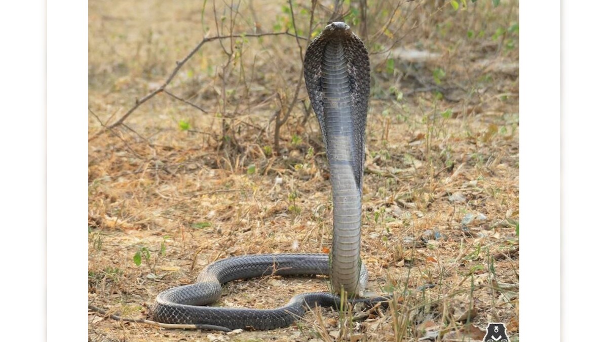 4-feet-long Snake Rescued from Bhubaneswar Bank's Strong Room