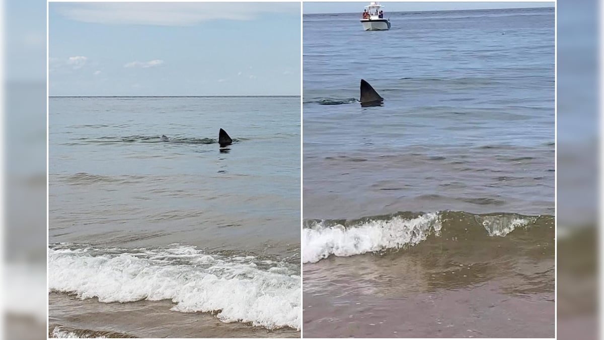Viral Video of White Shark Swimming Too Close to Shore at a US Beach ...
