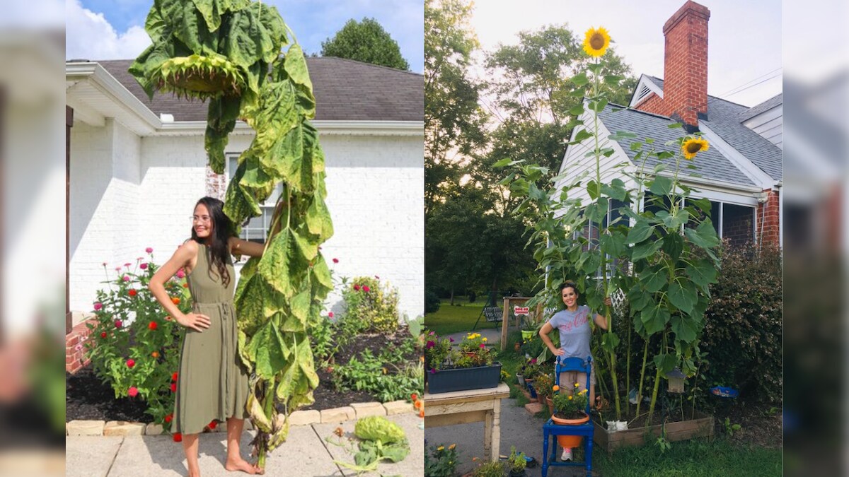Mammoth Sunflowers Tower Over Houses in Viral Photo and Netizens Can't ...