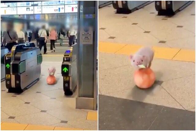 Acrobatic Little Piglet Rolls into Tokyo Station on a Ball with Ticket ...