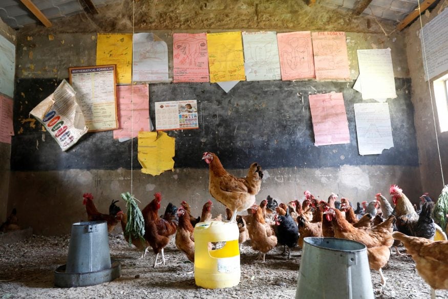 Classrooms Converted into Poultry Farm to Keep the Cash Flowing During ...