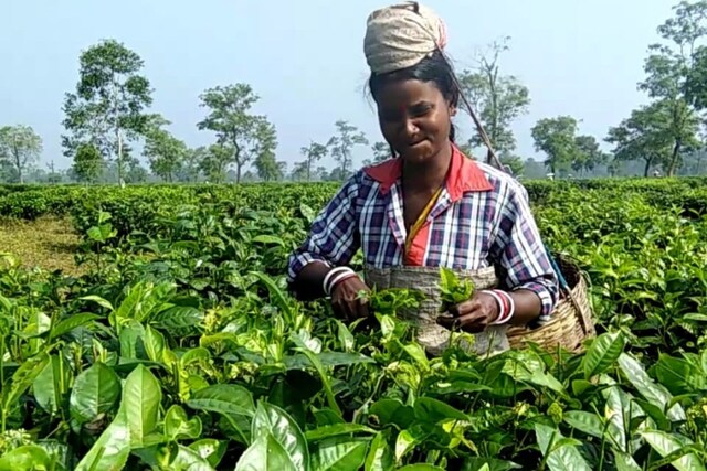 As Covid Cases Ring Alarm Bell in Assam Tea Gardens, Owners Complain ...