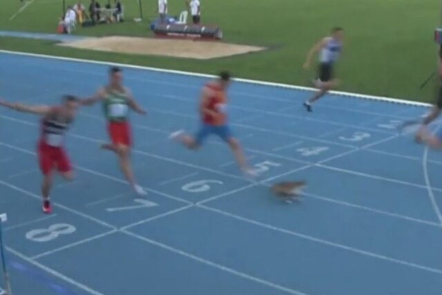 Watch: Cat Darts across Race Track at Turkish Athletic Event Giving It ...