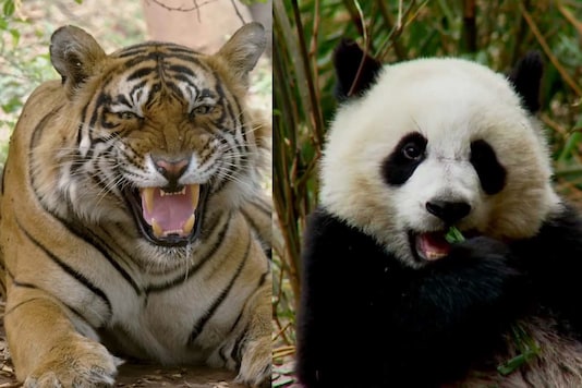 Giant Panda, Bengal Tiger: The 25 Endangered Species on Verge of ...