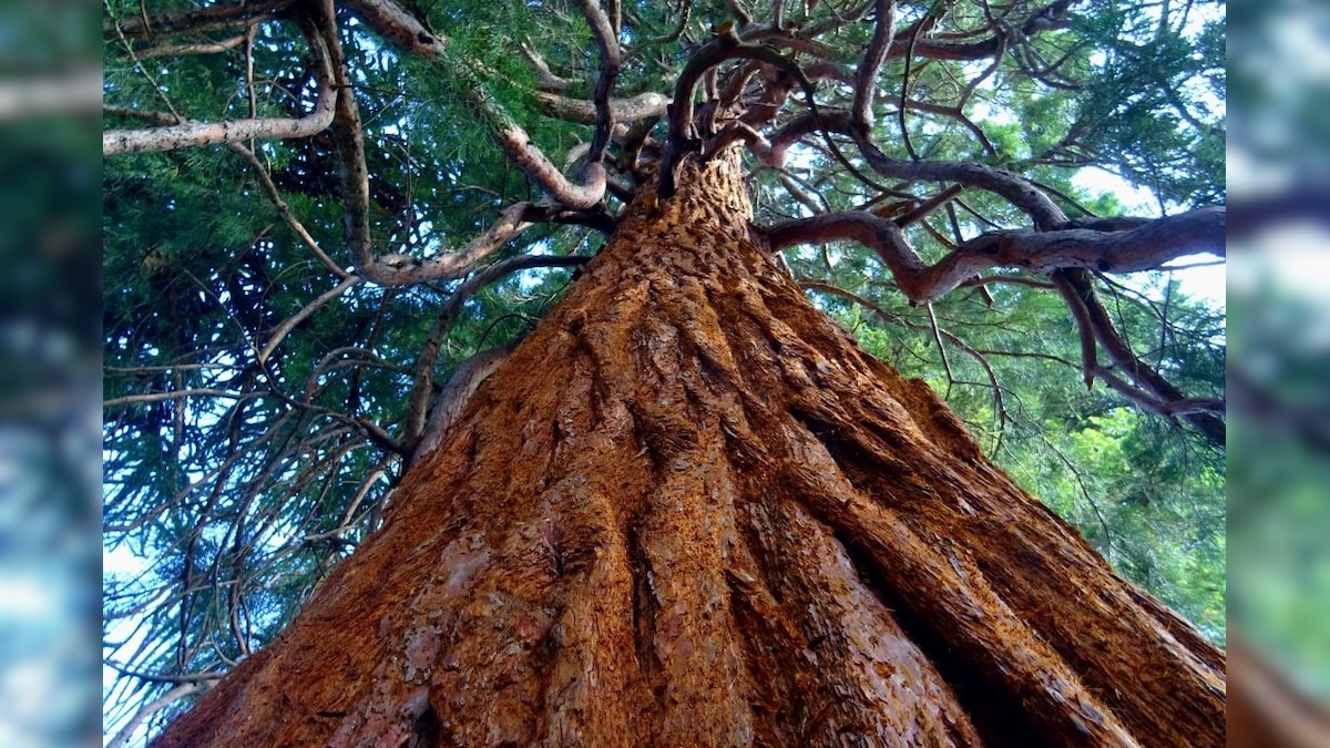 Secret to Discovering Painkillers May Be Hidden in This Venomous Tree ...