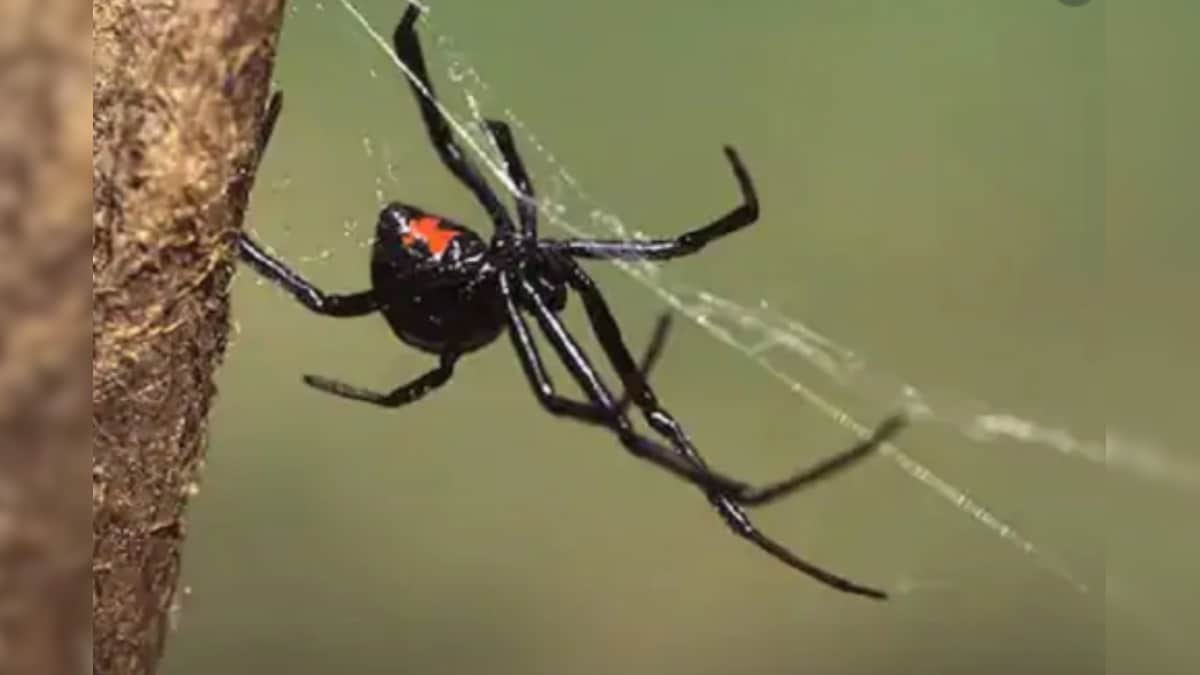 Rare Giant Spider Species Thought to be Extinct Reappears in Britain ...