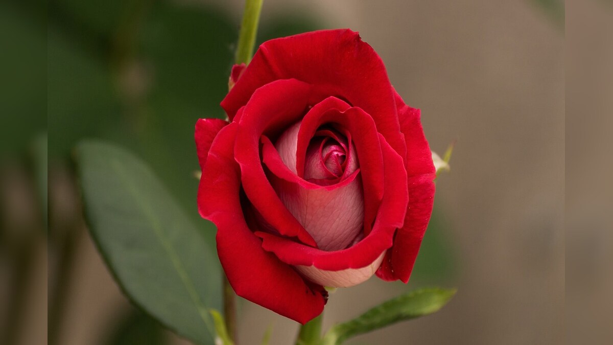 World Rose Day 2020: Here's How Netizens Are Spreading Joy and Hope for ...