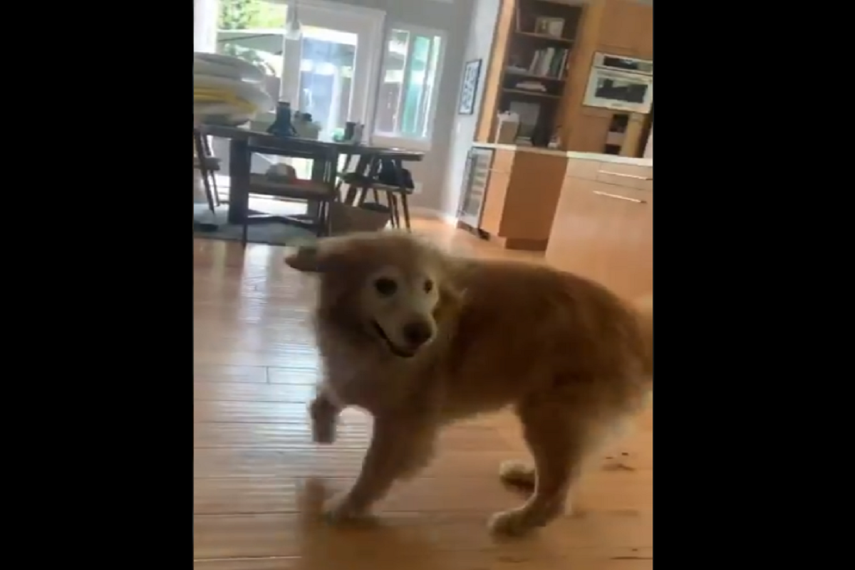 Excited Dog Dance Gif