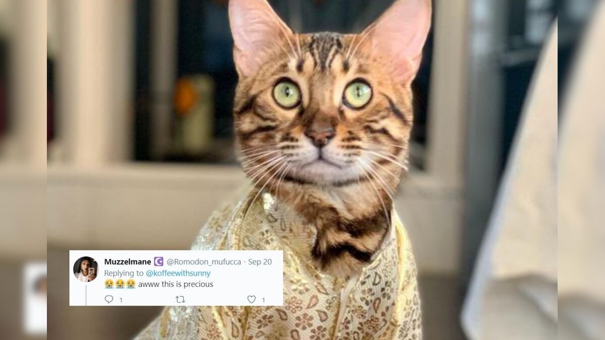 Woman Stitches Sherwani for Her Cat in This Adorable Viral Image ...
