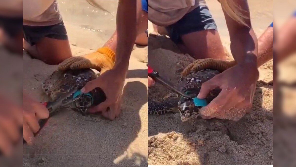 WATCH: Turtle Being Strangled by Plastic Band Reminds Us How Earth is ...