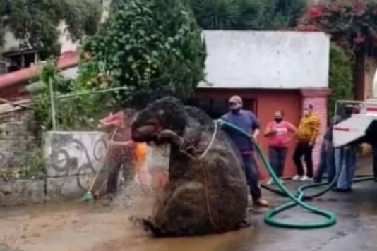 Watch: Giant Rat Measuring over 4 Feet Found in Mexico. Is It Real?
