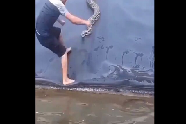 Twitterati Left Horrified as Scary Snake Video With a Terrifying Twist ...
