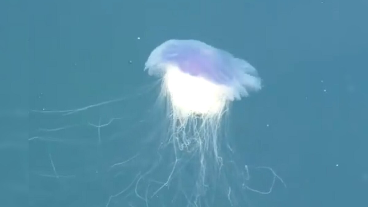 Watch: This Mesmerising Video of a Blue Jellyfish is Sure to Take Your ...
