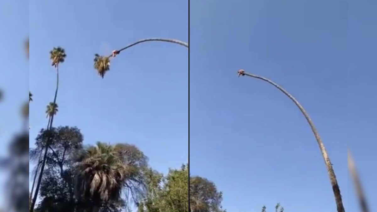 WATCH: Video of Man Cutting Palm Tree While On It is Leaving Netizens ...